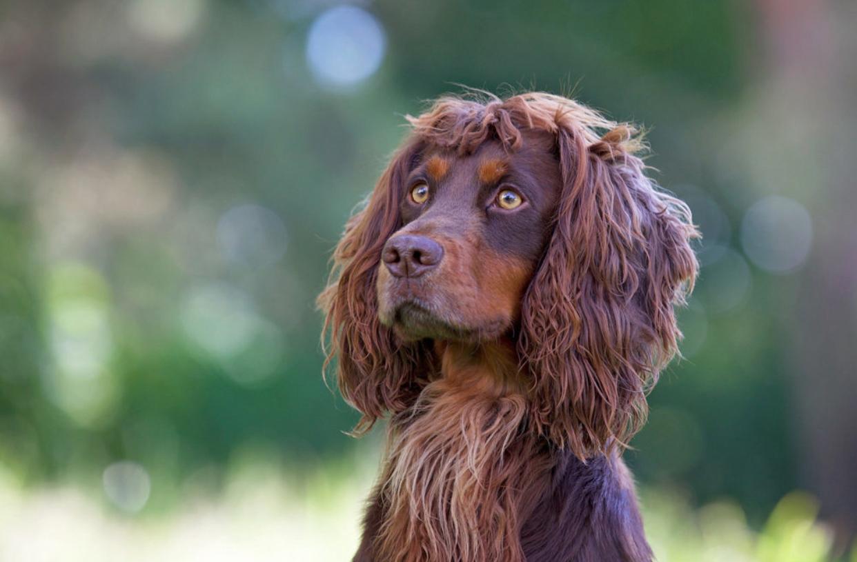 Studs – Thistlecrack Dog Boarding Kennels